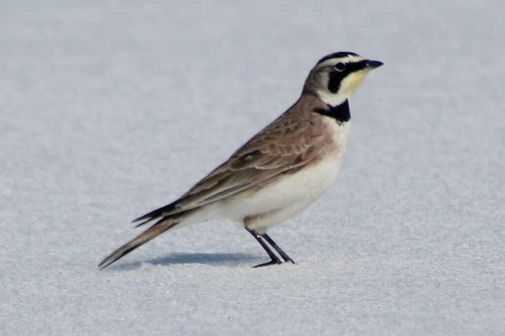 Utah Horned Lark from Teton County, ID, USA on March 19, 2024 at 11:08 ...
