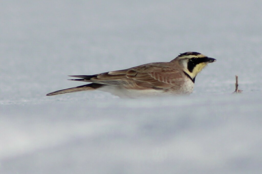 Utah Horned Lark from Teton County, ID, USA on March 19, 2024 at 11:08 ...