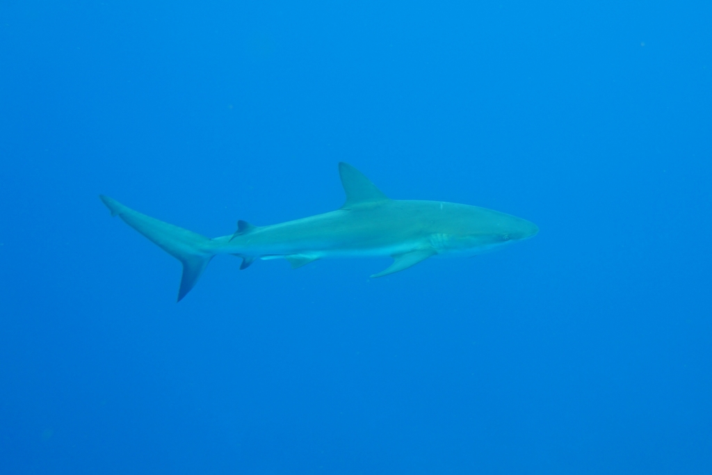 Caribbean Reef Shark in May 2019 by Michael Bommerer. Solo Dive 37, San ...