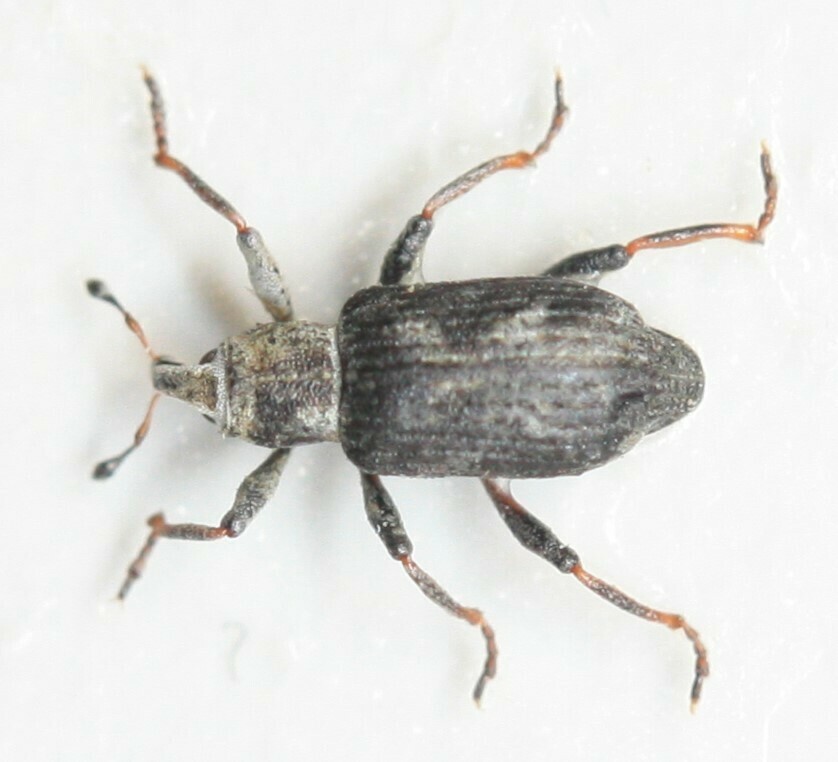 Bagous alismatis from Любучаны, Московская обл., Россия, 142380 on July ...