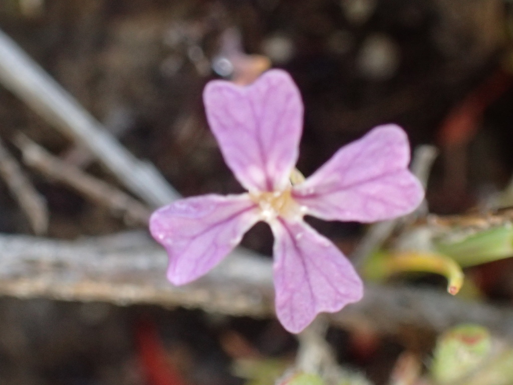 Hammitt's clay-cress in March 2024 by Ron Vanderhoff · iNaturalist