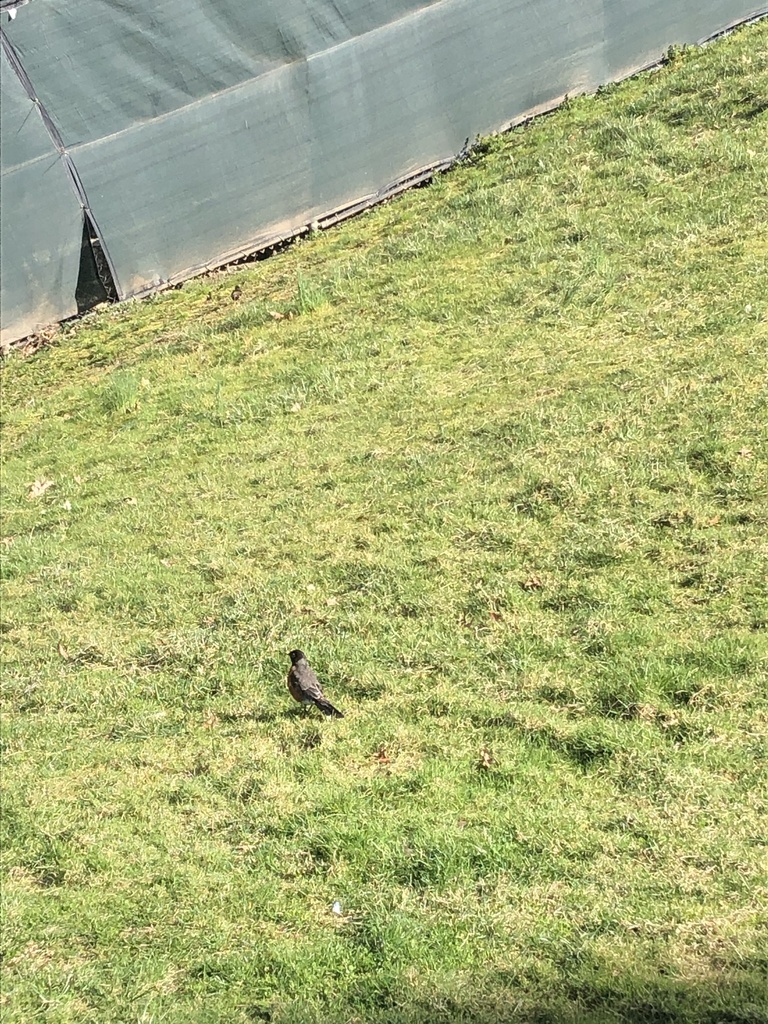 American Robin from Manhattan, New York, NY, US on March 24, 2024 at 04 ...