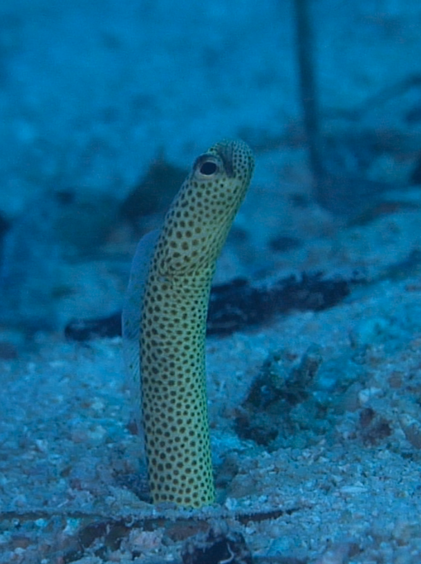 Papuan Garden Eel from Anuha Island, Solomon Islands on December 6 ...