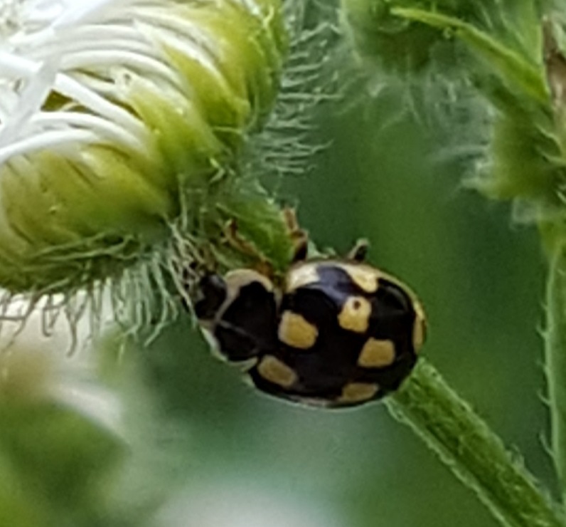 Fourteen-spotted Lady Beetle in June 2023 by dillyt · iNaturalist