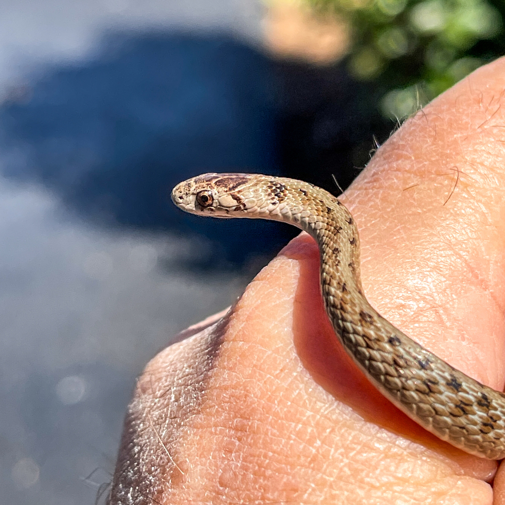 DeKay's Brownsnake from Prince William County, VA, USA on March 24 ...
