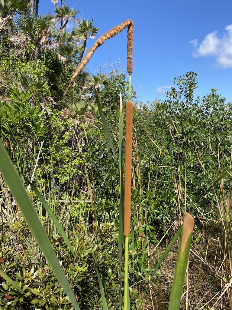 southern cattail from Everglades National Park, Homestead, FL, US on ...