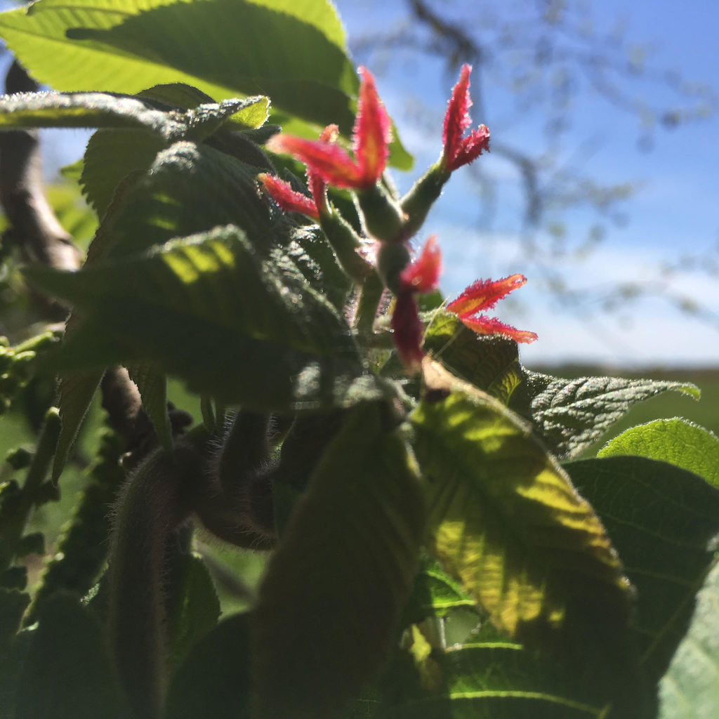 walnut family (Juglandaceae) - Botanical Realm