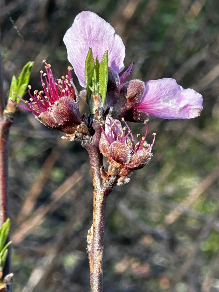 Peach from FM-2869, Hawkins, TX, US on February 25, 2024 at 04:20 PM by ...