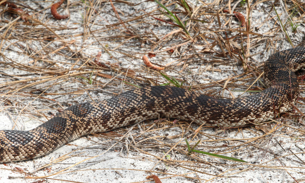 Florida Pine Snake in March 2024 by Mary Keim. Savage Christmas Creek ...