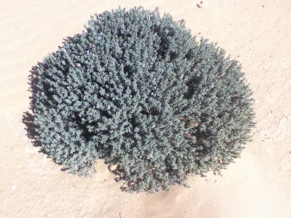 Tetraena alba from Tah, Morocco on November 1, 2013 at 12:58 PM by ...