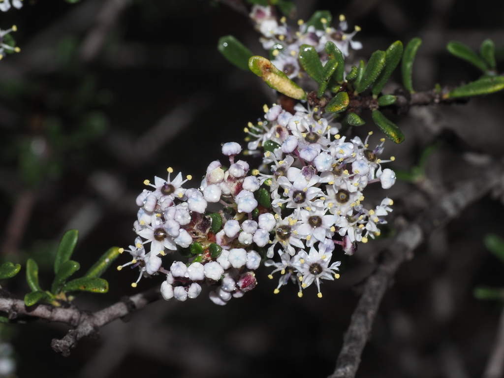 Vail Lake ceanothus in March 2024 by nathantay. White flowers with a ...