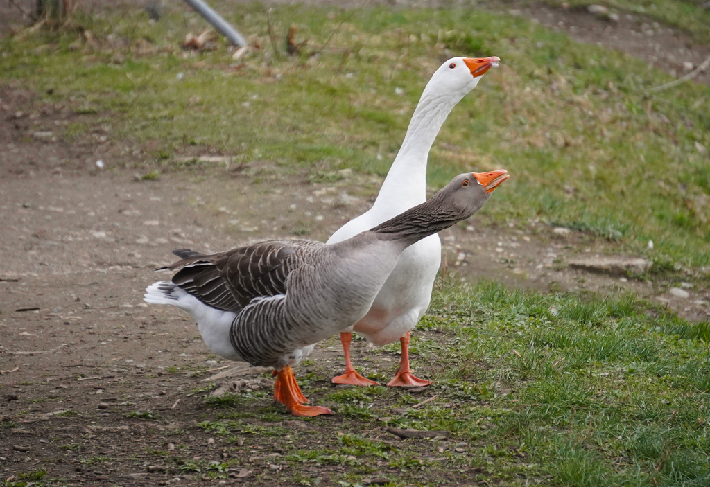 oie cendrée domestique (Oiseaux du parc de la varenne ( Tonnay Charente ...