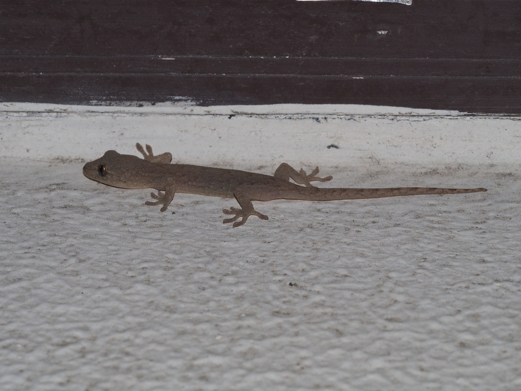 Peking Gecko in March 2024 by 小铖/Smalltown · iNaturalist