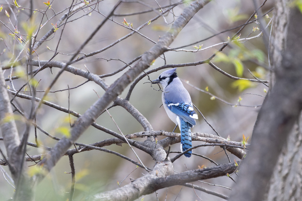 Blue Jay from St. Louis, MO, USA on March 24, 2024 at 09:31 AM by ...