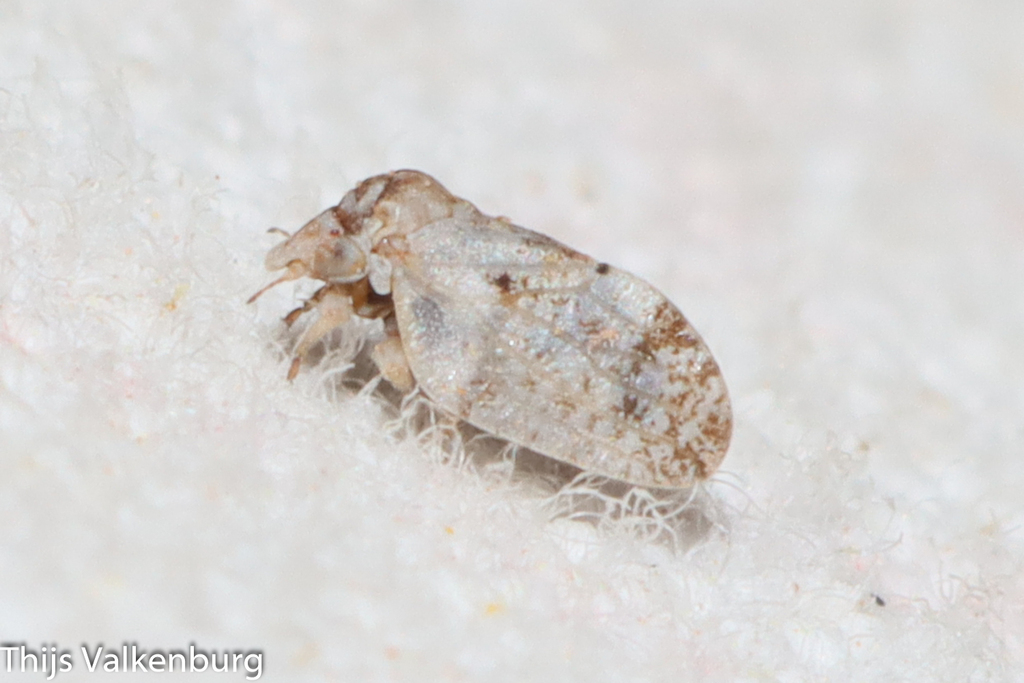 olive psyllid from 8700 Moncarapacho, Portugal on March 22, 2024 at 10: ...