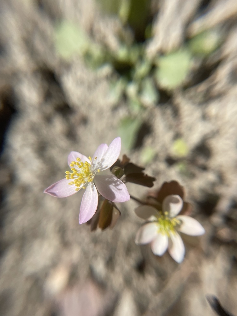 rue anemone from Hemlock Gorge Trail, Perrysville, OH, US on March 24 ...