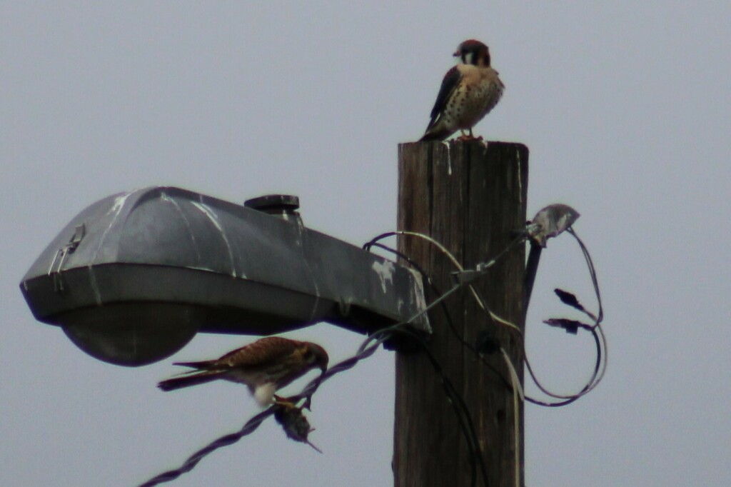Northern American Kestrel from Union County, OR, USA on March 24, 2024 ...