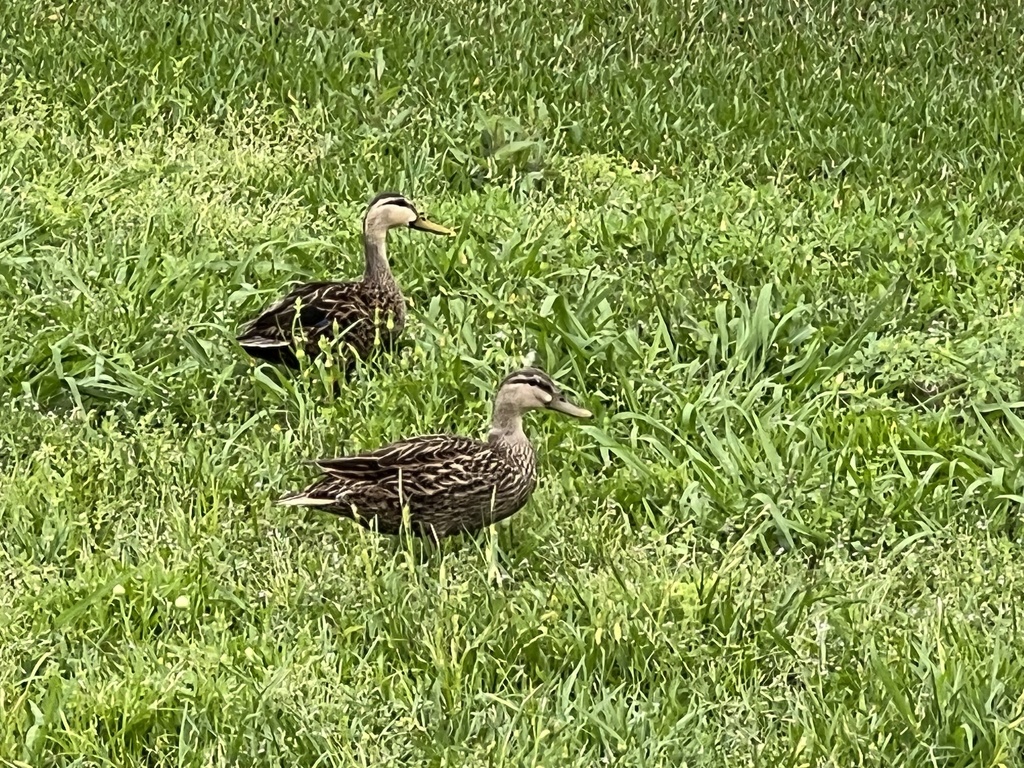Mottled Duck from Harkey Rd, Pearland, TX, US on March 24, 2024 at 04: ...