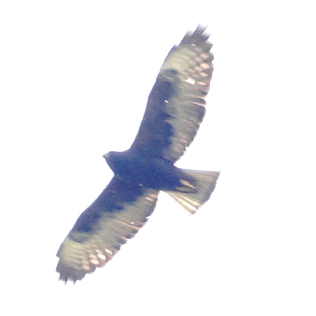 Short-tailed Hawk from Santiago, N.L., México on March 24, 2024 at 01: ...