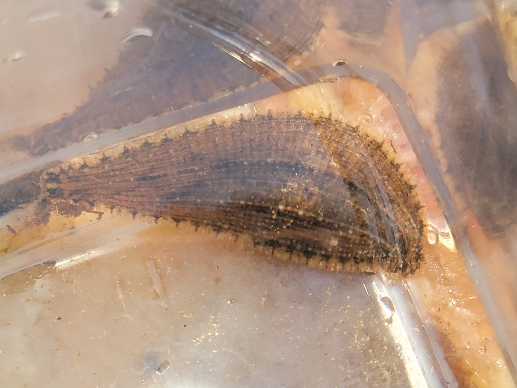 Turtle Leeches in March 2024 by Cameran Lloyd · iNaturalist