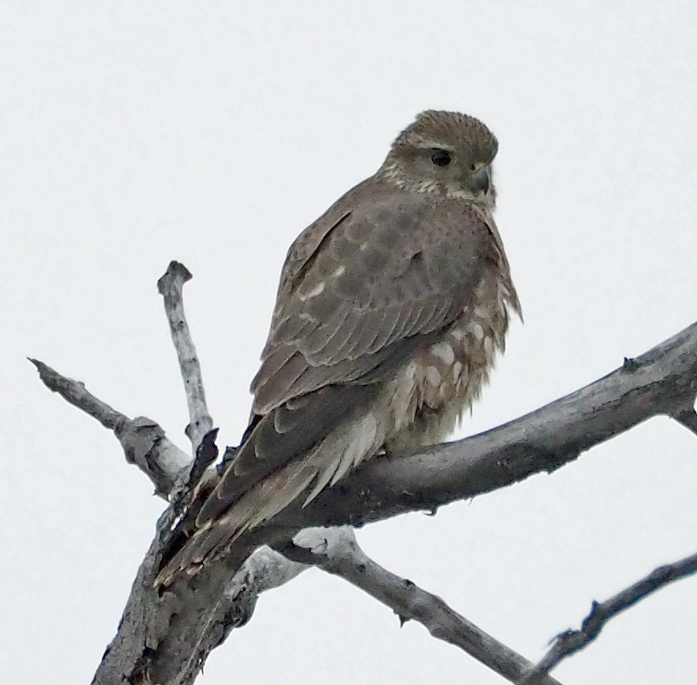 Merlin from Saint Boniface, Winnipeg, MB, Canada on March 24, 2024 at ...