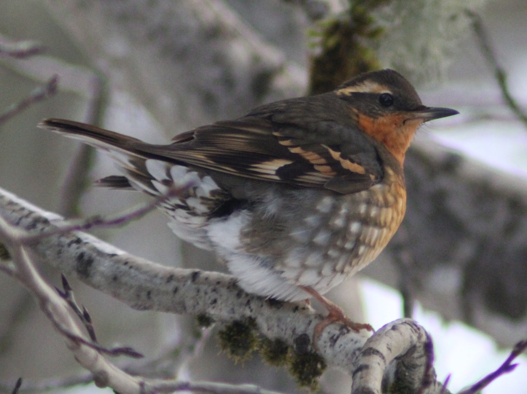 Varied Thrush from Corvallis, OR, USA on January 16, 2024 at 09:21 AM ...