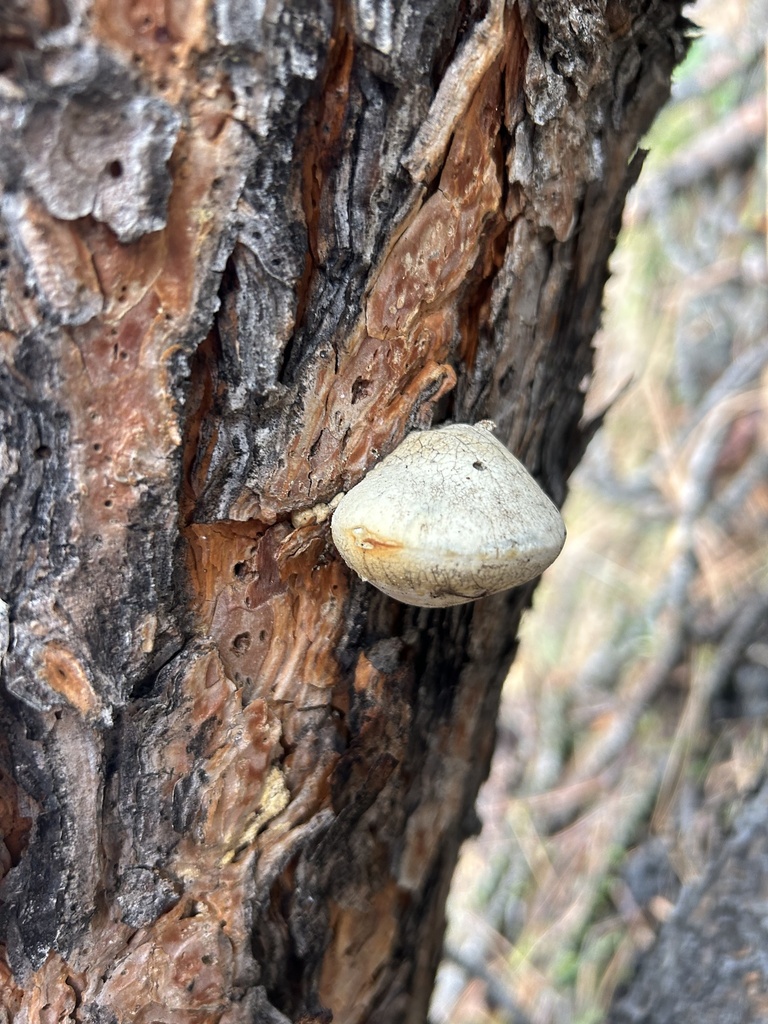 Veiled Polypore from Banks Lowman Rd, Garden Valley, ID, US on March 24 ...