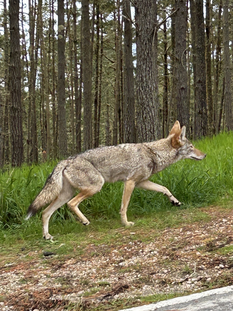 Coyote from Costanilla Way, Pebble Beach, CA, US on March 24, 2024 at ...