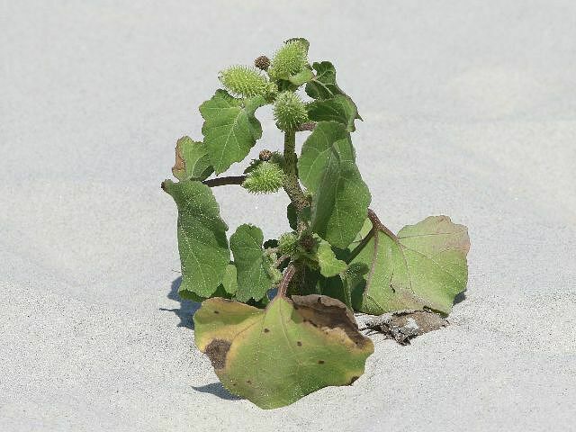rough cocklebur from Nickerson Beach, Lido Beach, NY, USA on September ...