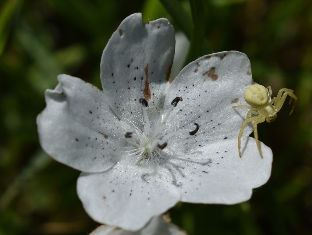 Misumenini from Lane County, OR, USA on April 26, 2019 at 11:46 AM by ...