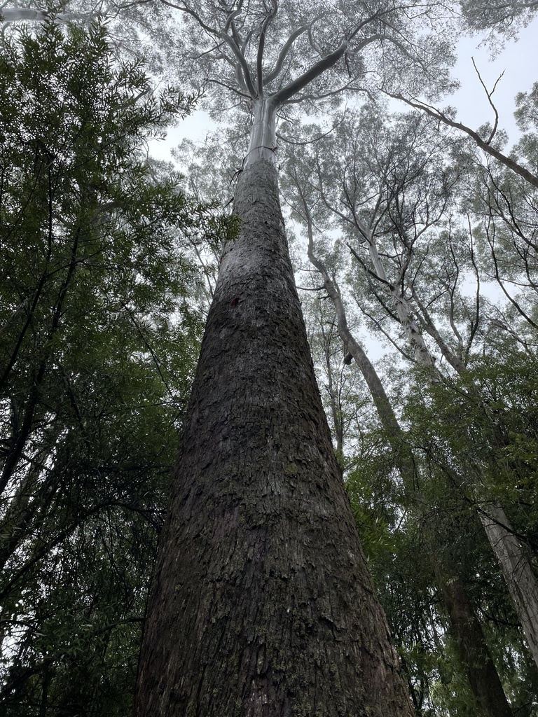 Australian Mountain Ash from Great Otway National Park, Lorne, VIC, AU ...