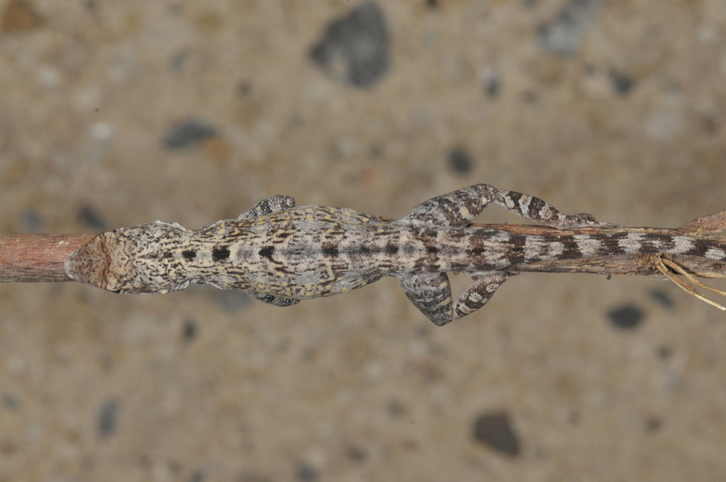 Cook's Anole in March 2011 by Tom Kennedy. Somewhere on the south end ...