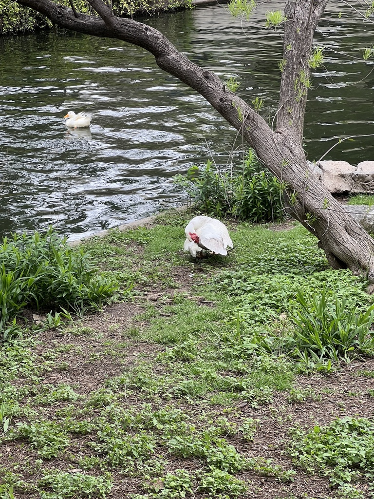 Muscovy Duck from The River Walk, San Antonio, TX, US on March 24, 2024 ...