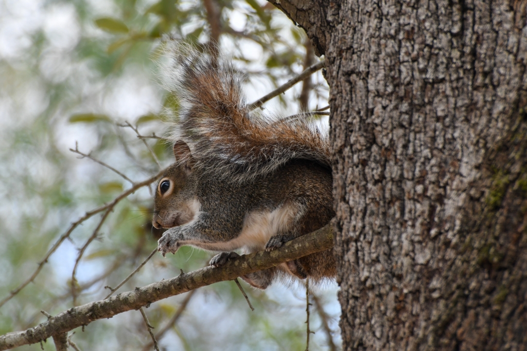 Allen's Squirrel from 67303 Nuevo Leon, Mexico on March 9, 2024 at 01: ...