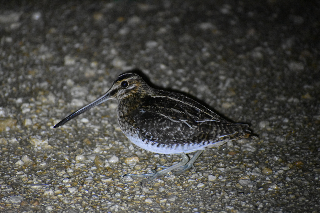 Wilson's Snipe from Big Cypress National Preserve, Ochopee, FL, US on ...