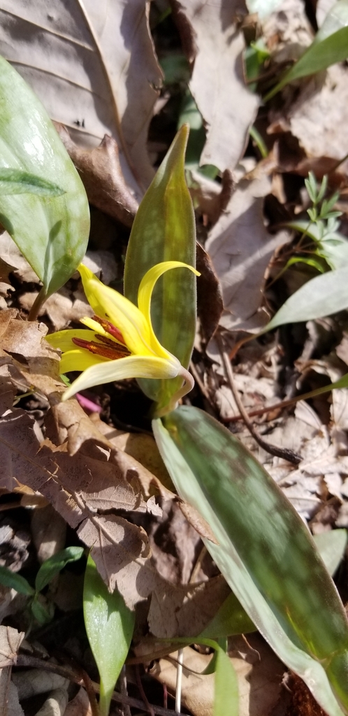 yellow trout lily from Estill County, US-KY, US on March 24, 2024 at 04 ...
