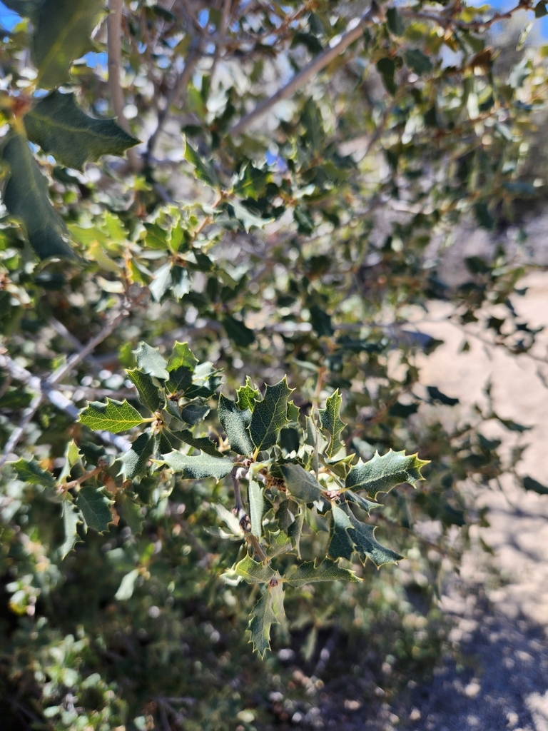 Muller's oak from Joshua Tree National Park, Riverside County, US-CA ...