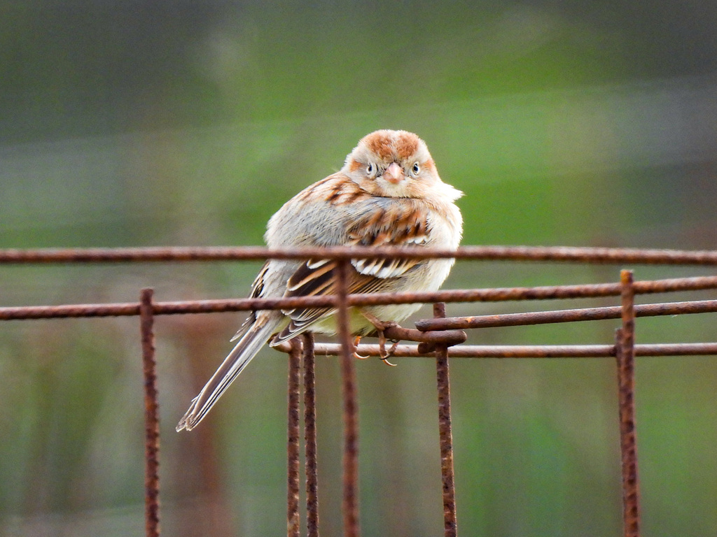Field Sparrow from Gardener Rd, Memphis, TN, USA on March 24, 2024 at ...