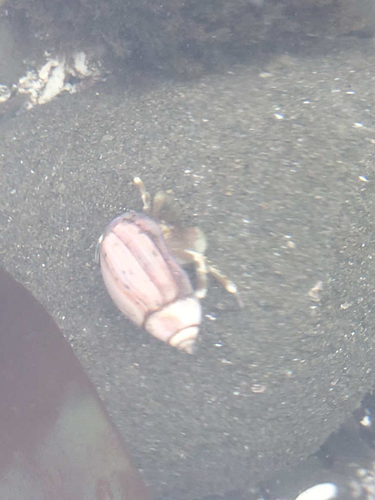 Purple Olive Snail (China Cove Organisms) · iNaturalist