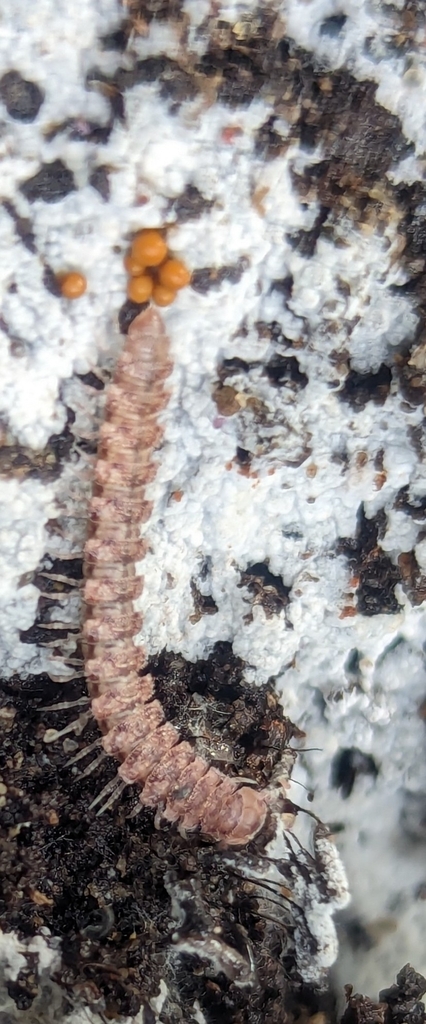 Common Flat-backed Millipede from Goleta, CA 93111, USA on March 24 ...