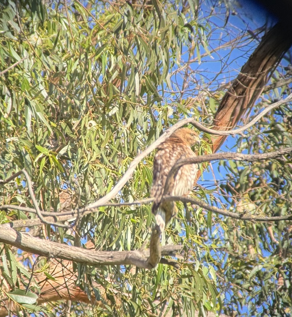 Red-shouldered Hawk in March 2024 by Elle Sanchez · iNaturalist