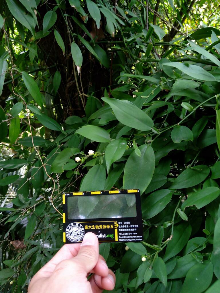 Chinese Pothos from Gongliao District, New Taipei City, Taiwan 228 on ...