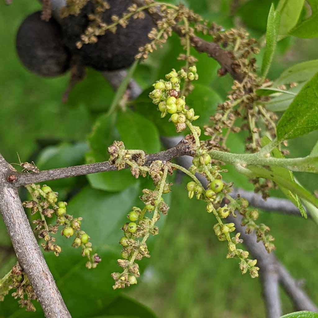 Oak Gall Wasps from Rosewood, Austin, TX 78702, USA on March 24, 2024 ...