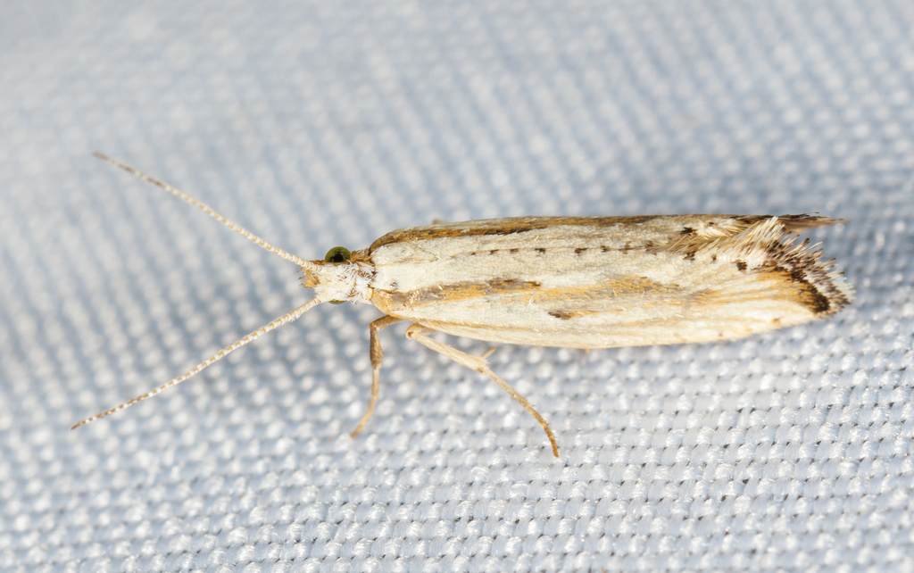 Dame's Rocket Moth from House on May 31, 2023 at 10:56 PM by Tony ...