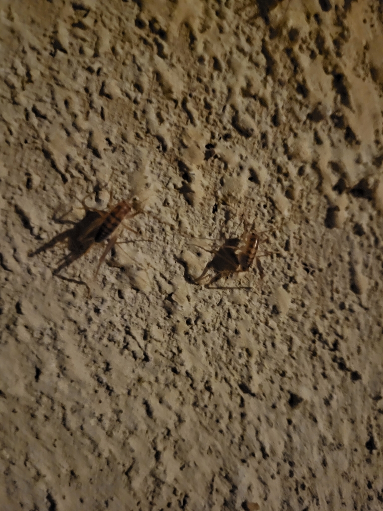 Camel Crickets from Sutton County, TX, USA on March 23, 2024 at 10:40 ...