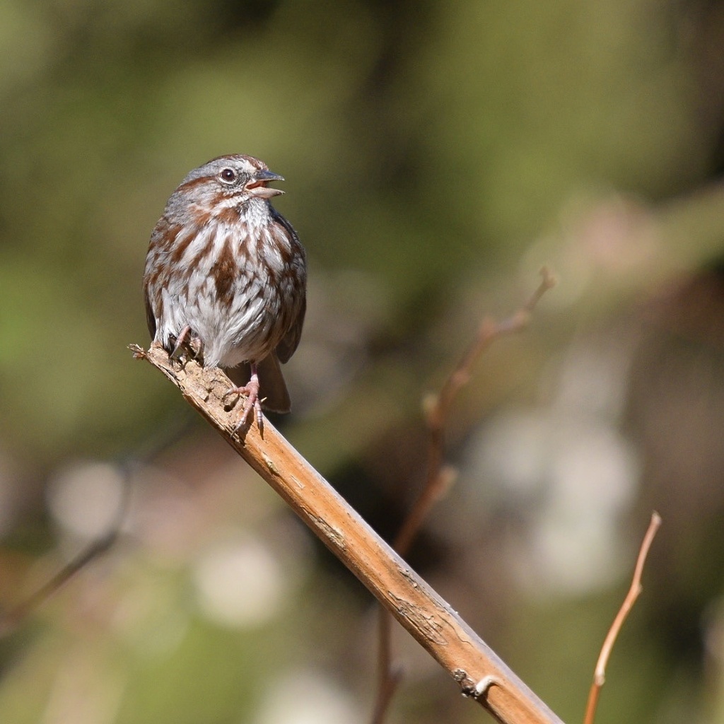 Song Sparrow from Brunette River Conservation Area, Burnaby, BC, CA on ...