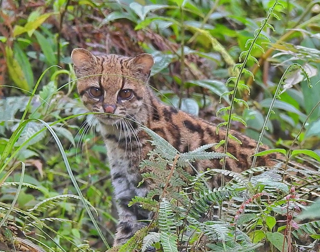 Northern Tigrina in November 2022 by Fundacion ProAves. FOTO: Sergio ...