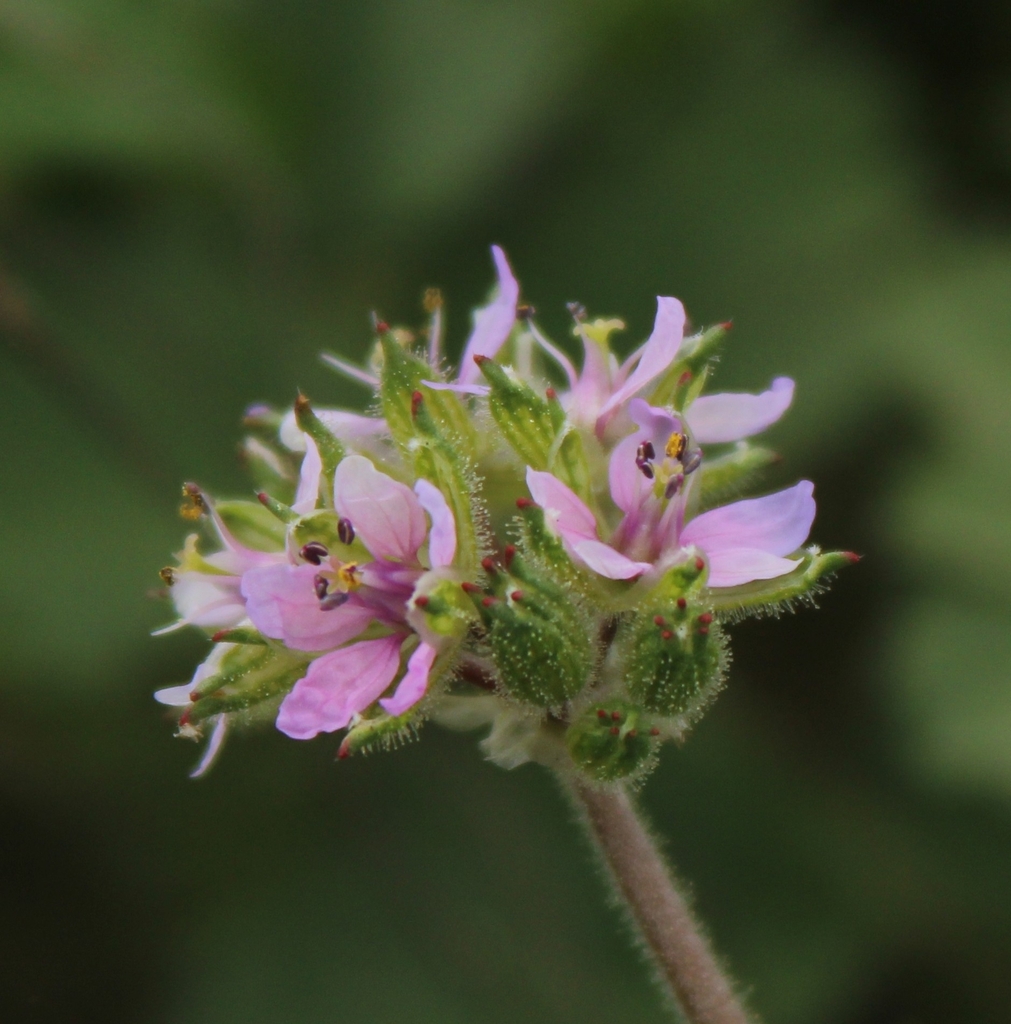 musk stork's-bill from Moreno Valley, CA 92555, USA on March 24, 2024 ...