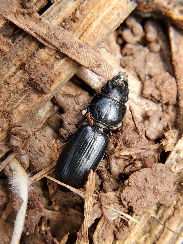 Big-headed Ground Beetle from Sedona, AZ 86336, USA on March 24, 2024 ...