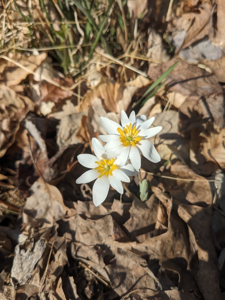 bloodroot in March 2024 by zni · iNaturalist